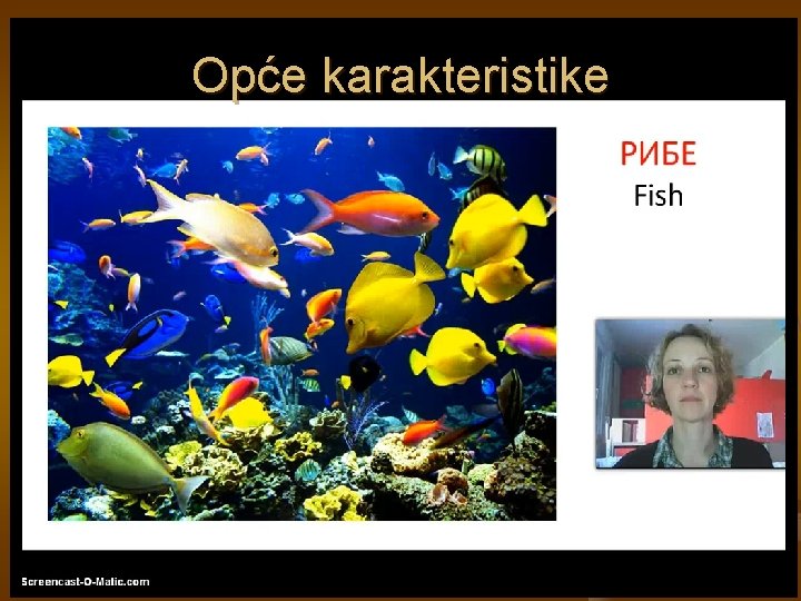 Kruglouste i Ribe Cyclostomata Pisces Subphylum VERTEBRATA Classis