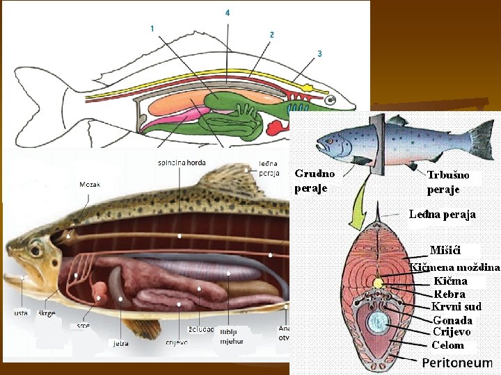 Kruglouste i Ribe Cyclostomata Pisces Subphylum VERTEBRATA Classis