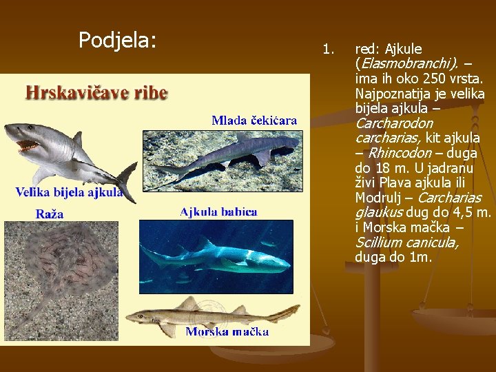 Kruglouste i Ribe Cyclostomata Pisces Subphylum VERTEBRATA Classis