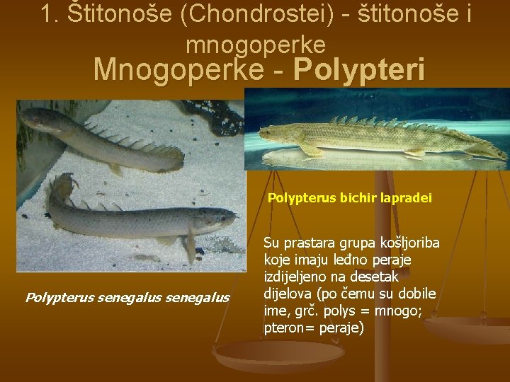 Kruglouste i Ribe Cyclostomata Pisces Subphylum VERTEBRATA Classis