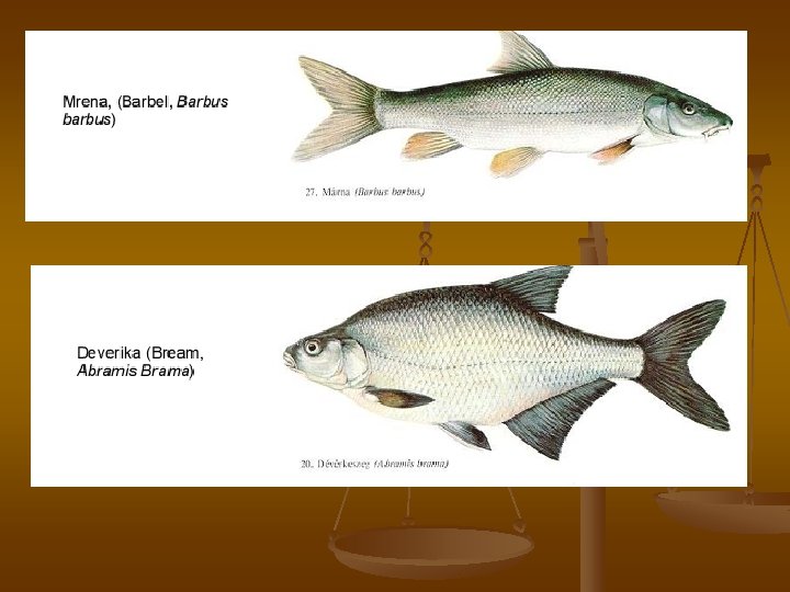 Kruglouste i Ribe Cyclostomata Pisces Subphylum VERTEBRATA Classis
