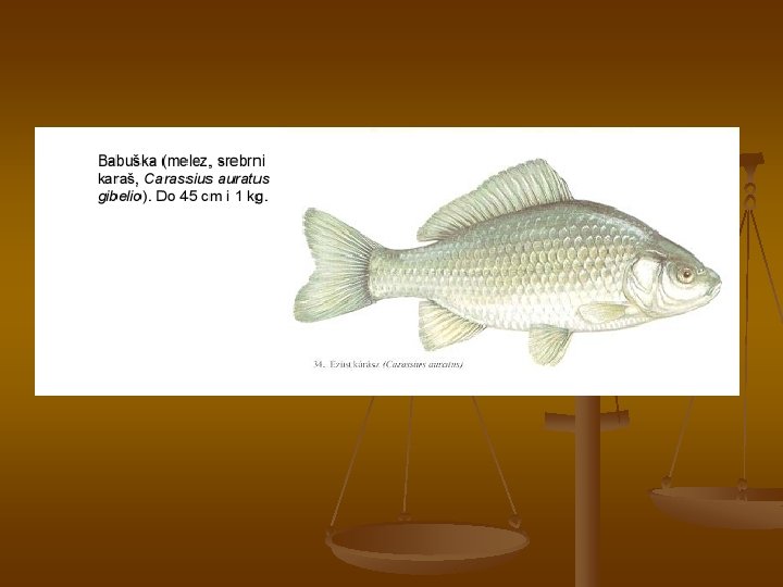 Kruglouste i Ribe Cyclostomata Pisces Subphylum VERTEBRATA Classis