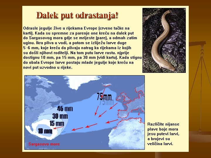 Kruglouste i Ribe Cyclostomata Pisces Subphylum VERTEBRATA Classis