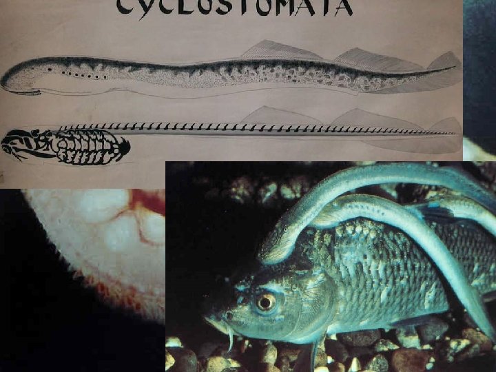 Kruglouste i Ribe Cyclostomata Pisces Subphylum VERTEBRATA Classis