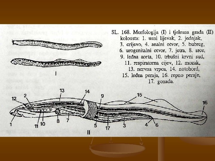 Kruglouste i Ribe Cyclostomata Pisces Subphylum VERTEBRATA Classis