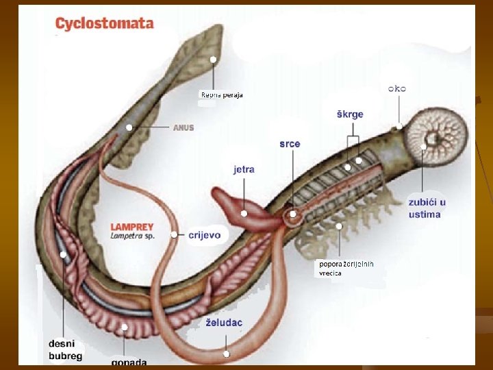 Kruglouste i Ribe Cyclostomata Pisces Subphylum VERTEBRATA Classis