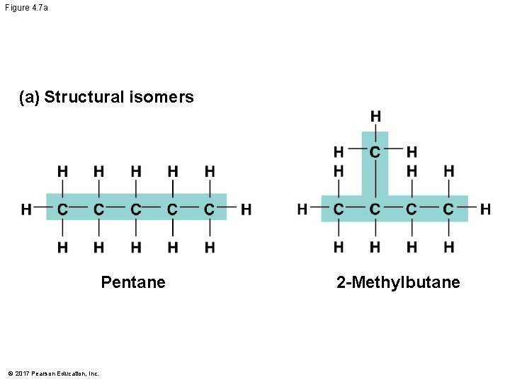 Chapter 4 Carbon and the Molecular Diversity of