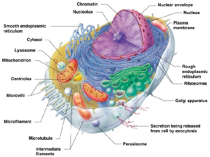 Unit 2 Part 1 Cells The Cell Carry