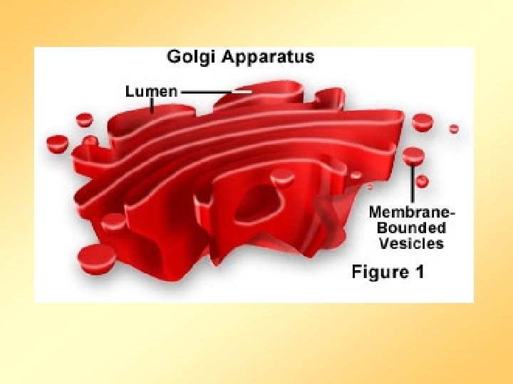 Unit 2 Part 1 Cells The Cell Carry