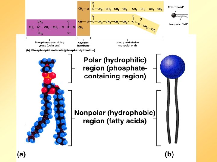 Unit 2 Part 1 Cells The Cell Carry