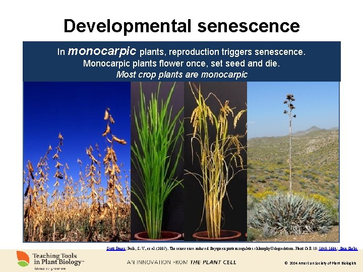 The End Senescence and cell death www plantcell