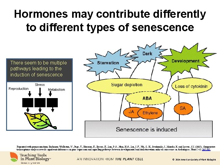 The End Senescence and cell death www plantcell