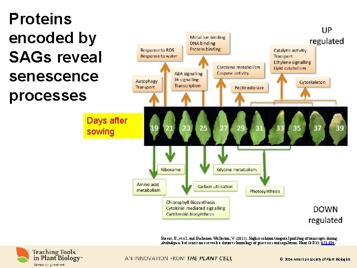 The End Senescence and cell death www plantcell