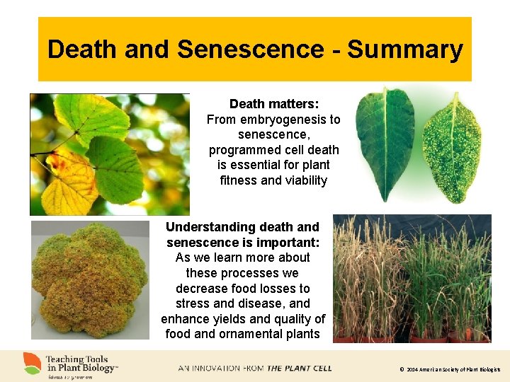 The End Senescence and cell death www plantcell