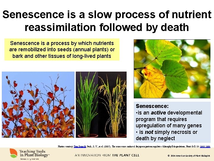 The End Senescence and cell death www plantcell