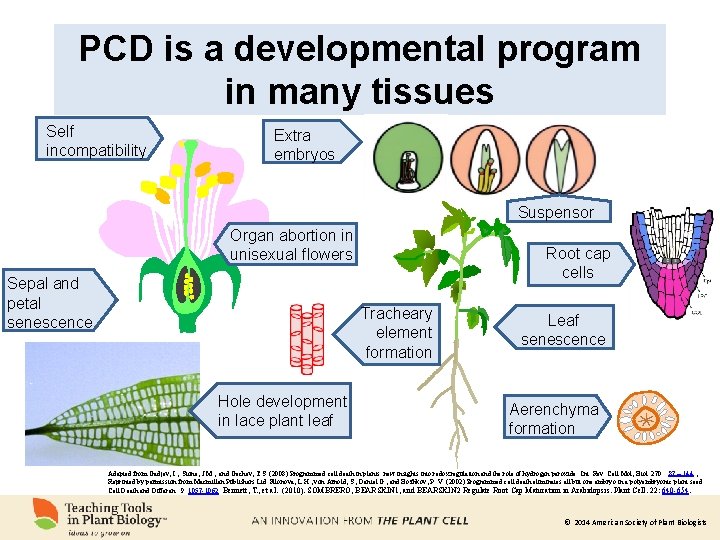 The End Senescence and cell death www plantcell