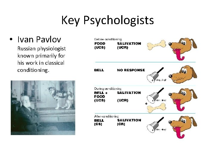 Key Psychologists Ivan Pavlov Russian physiologist known primarily