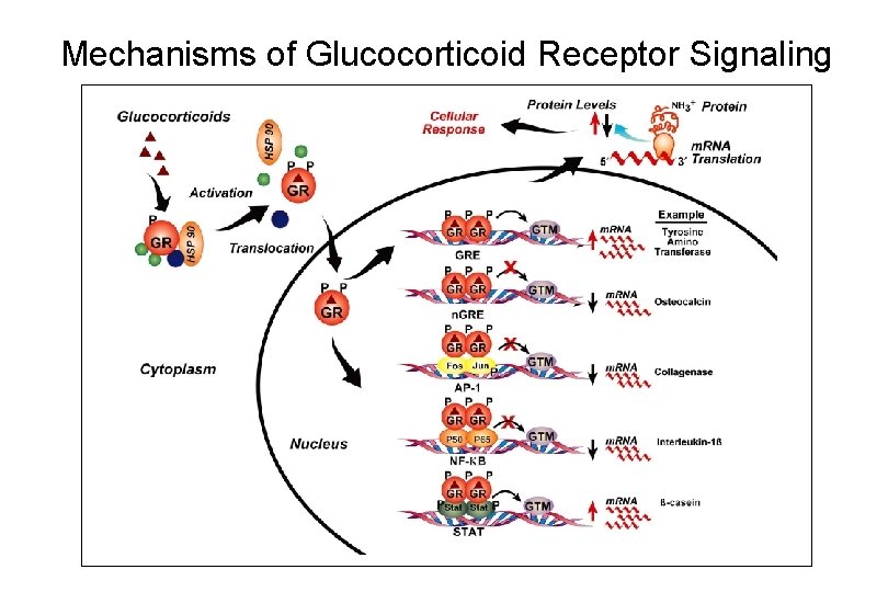 Glucocorticoids and Mineralocorticoids Donald P Mc Donnell Ph