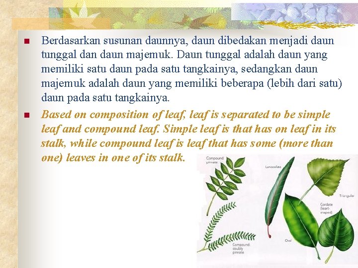 STRUKTUR DAN FUNGSI DAUN STRUCTURE FUNCTION OF LEAF