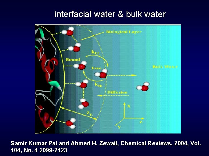 Biological Water Protein Structure and the Dynamical Transition