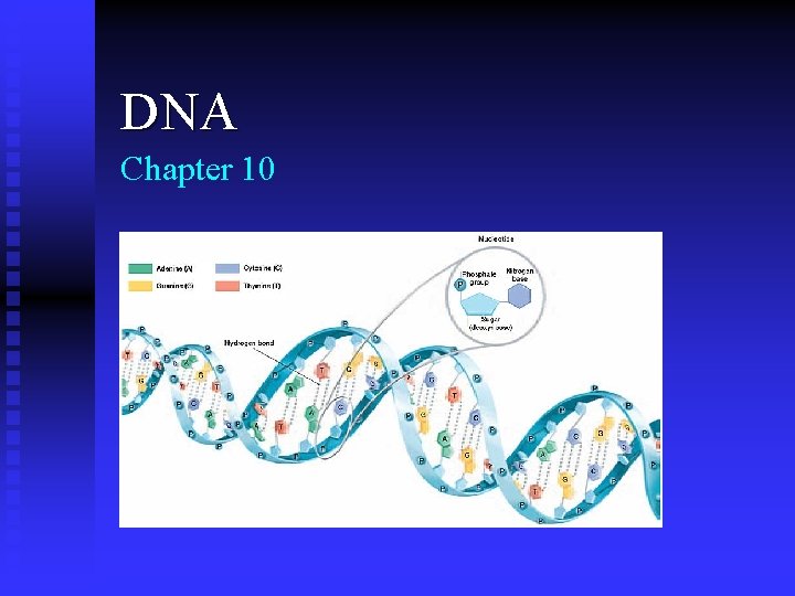 DNA Chapter 10 10 1 Discovery of DNA