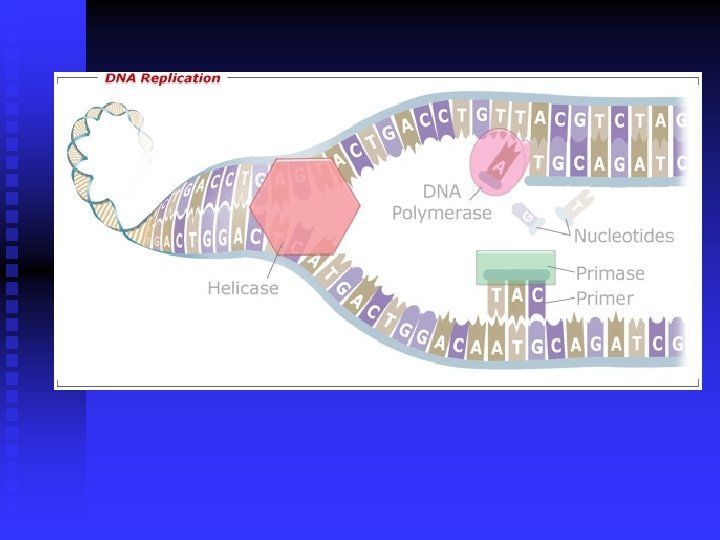 DNA Chapter 10 10 1 Discovery of DNA