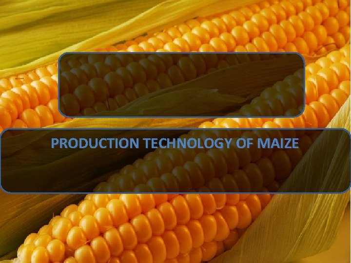 PRODUCTION TECHNOLOGY OF MAIZE Maize Zea mays Scientific