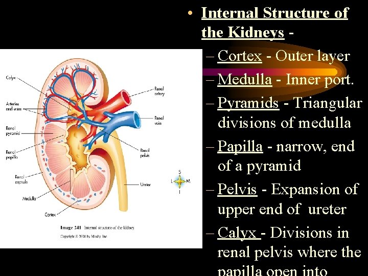 Chapter 17 The Urinary System Urinary system fnc