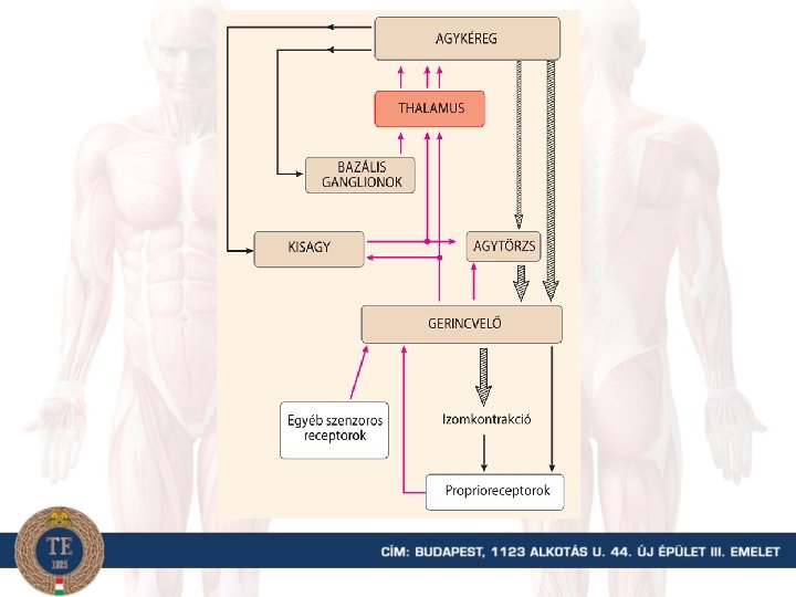 Mozgstan mozgsfejlds neurobiolgia Oktat Katona Pter Az idegrendszer