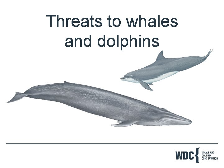Food Chains Whales Dolphins and Porpoises This map