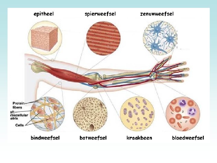 Anatomie Bouw van het lichaam FYSIOLOGIE bv kwijlende