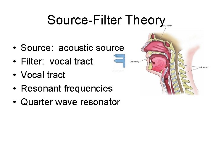 Anatomy of Resonation and Articulation Chapter 6 Perry