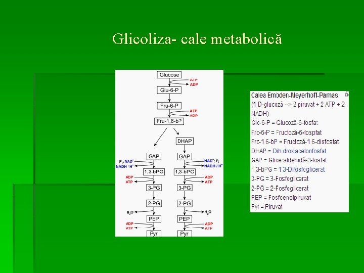 METABOLISMUL GLUCIDIC INTRODUCERE Carbohidraii CH 2 On surs