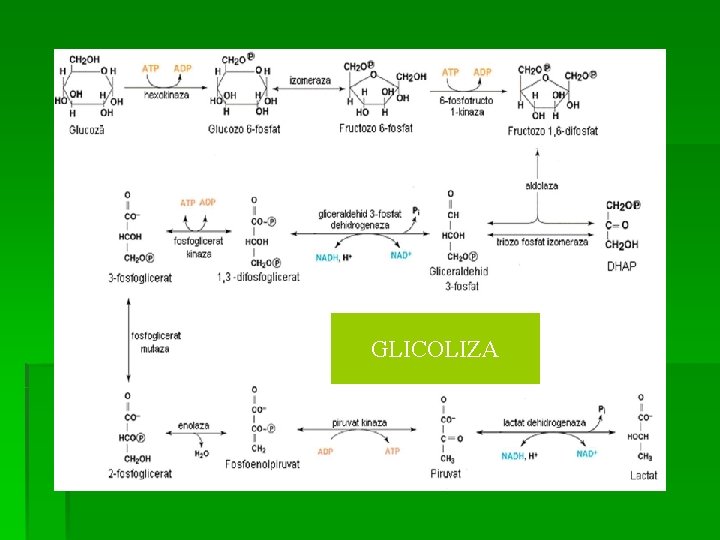 METABOLISMUL GLUCIDIC INTRODUCERE Carbohidraii CH 2 On surs