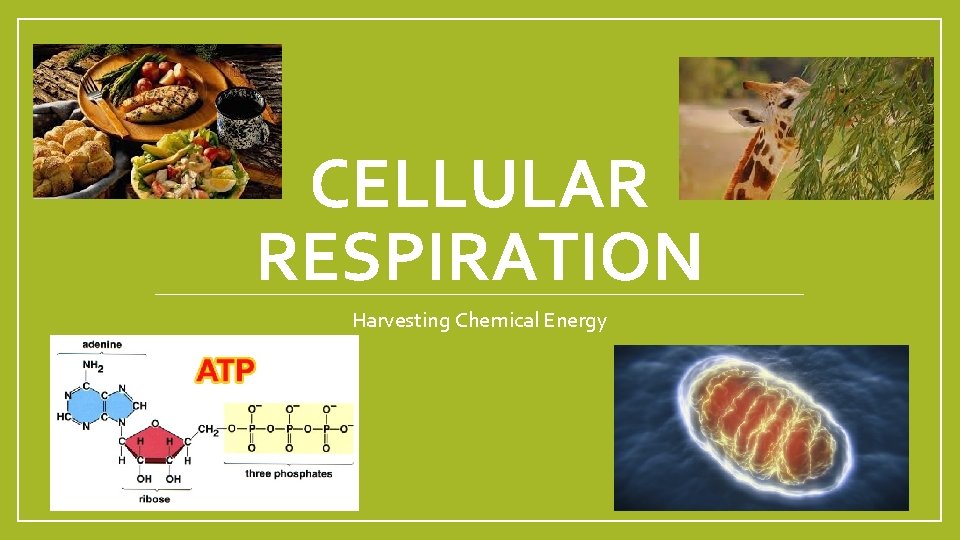CELLULAR RESPIRATION Harvesting Chemical Energy Living things require