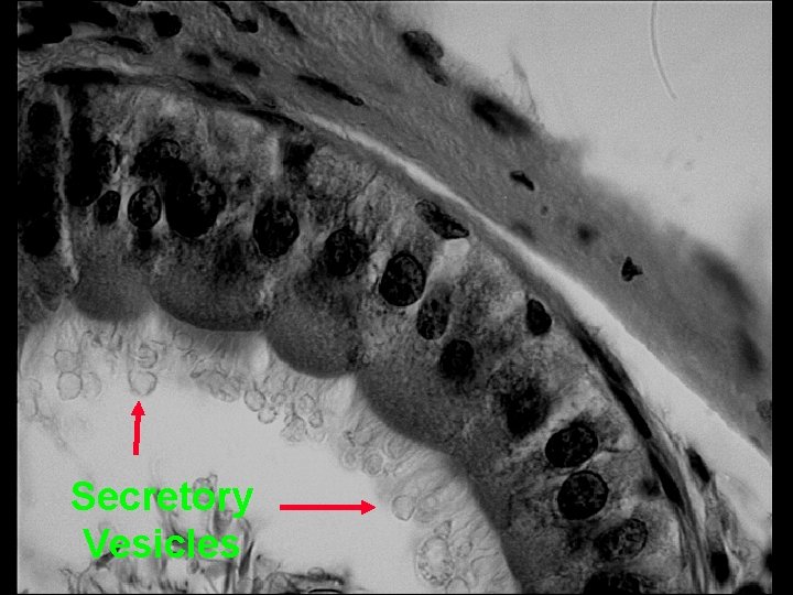 Endocrinology of the Epididymis and Sperm Maturation John