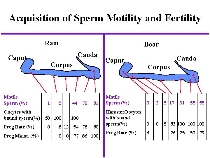 Endocrinology of the Epididymis and Sperm Maturation John