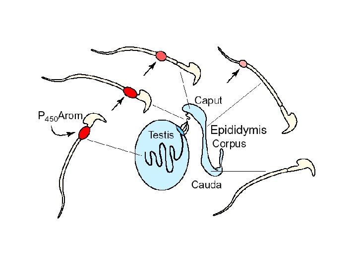Endocrinology of the Epididymis and Sperm Maturation John