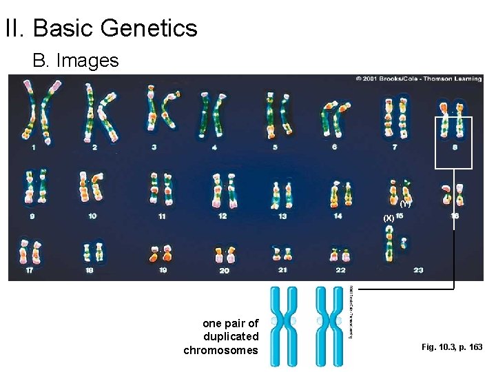 Chapter 10 Meiosis Goal Genetic Mixing I Sexual