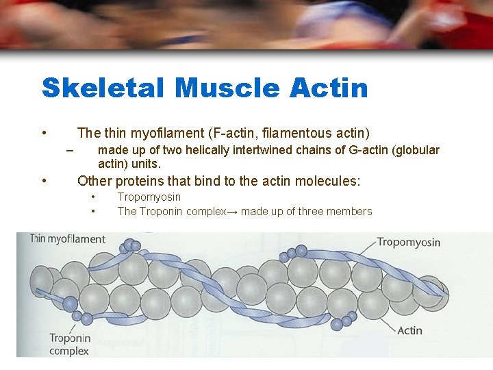 Structure of Skeletal Muscle Presentation by Angela Holloman