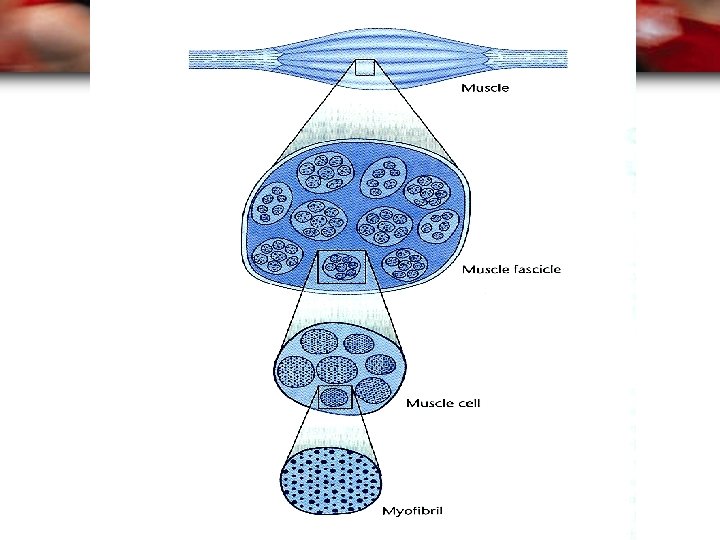 Structure of Skeletal Muscle Presentation by Angela Holloman