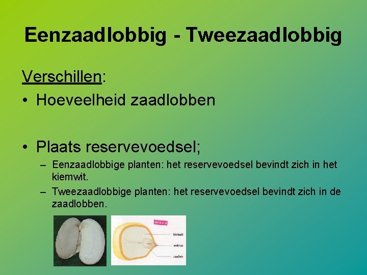 Leskaart 1 Sjaak en de bonenstaak Onderdelen bruine
