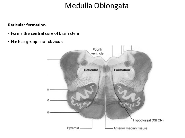 Brainstem Medulla David A Morton Ph D Jan