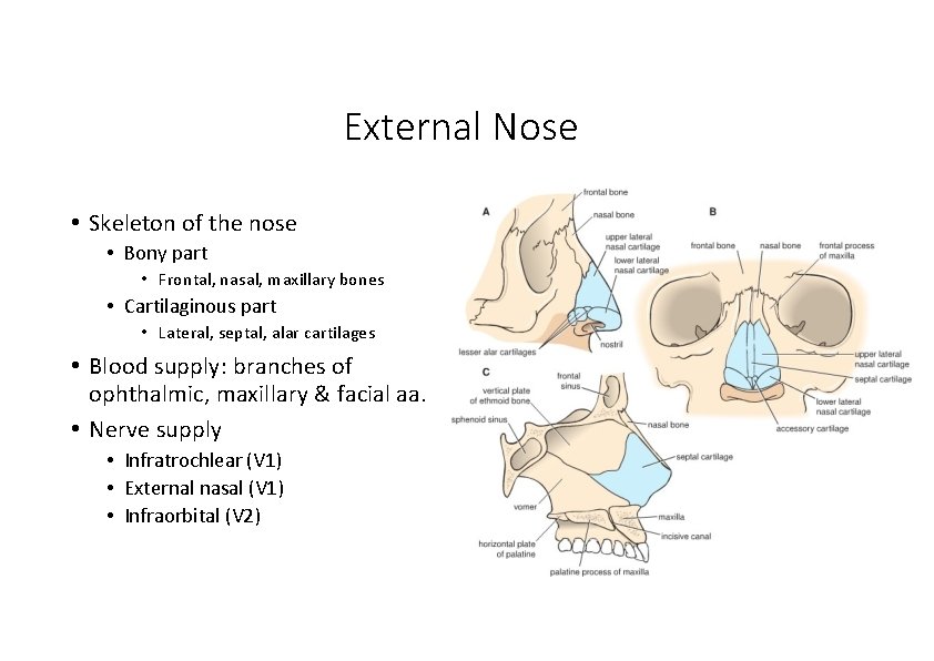 Upper Respiratory Tract Lectures Objectives Describe the structure