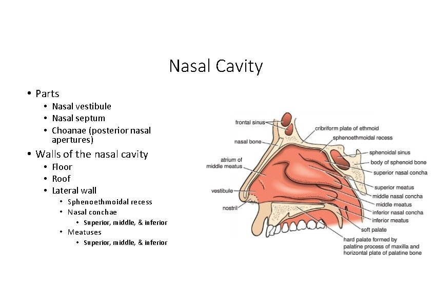 Upper Respiratory Tract Lectures Objectives Describe the structure