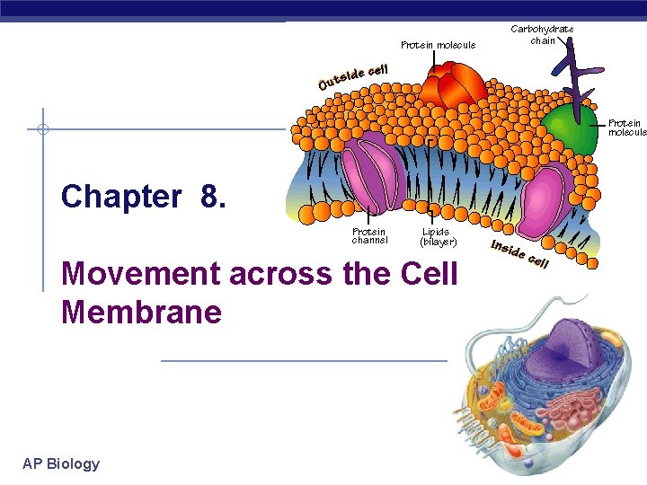 Chapter 8 Movement across the Cell Membrane AP