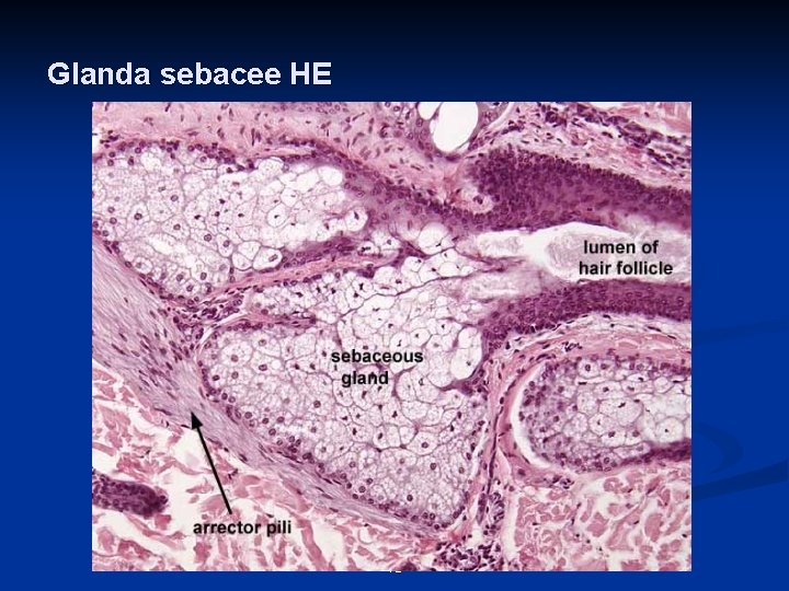 ESUTURILE EPITELIALE 1 Epitelii de acoperire 2 Epitelii
