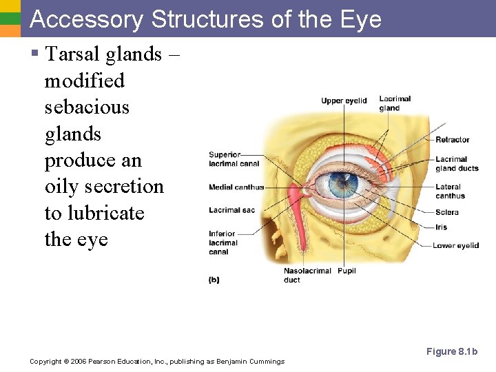 8 Special Senses PART A Power Point Lecture