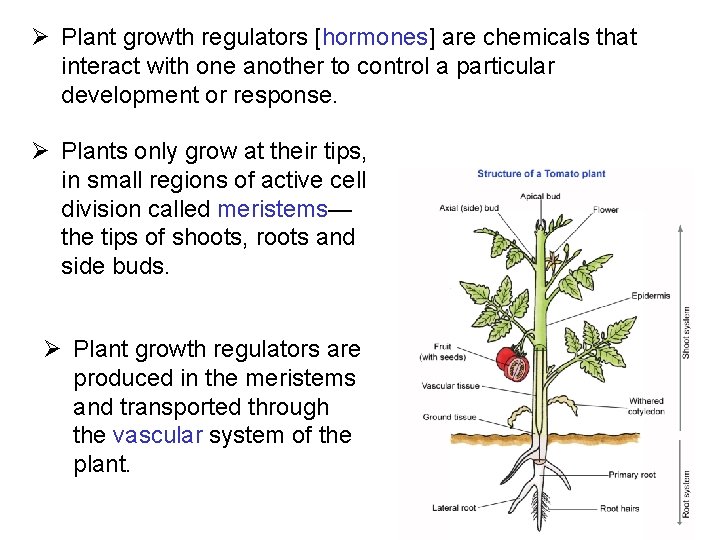 Chapter 33 Plant Responses Objectives Explain the term