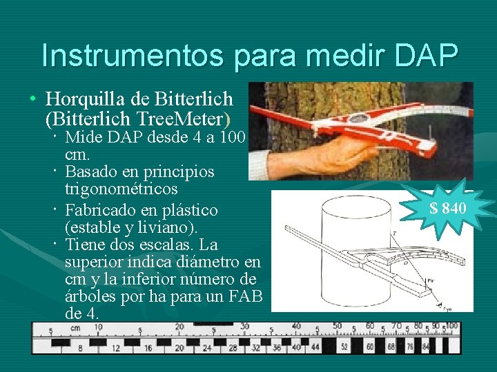 MENSURA FORESTAL DASOMETRA Introduccin Definicin Graves 1906 La